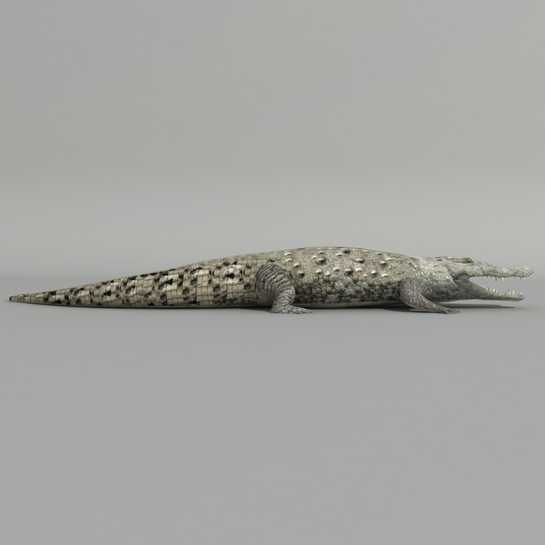 3d Crocodile Croc Model