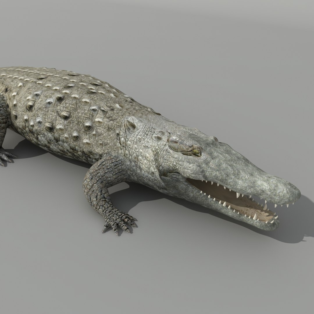 3d Crocodile Croc Model