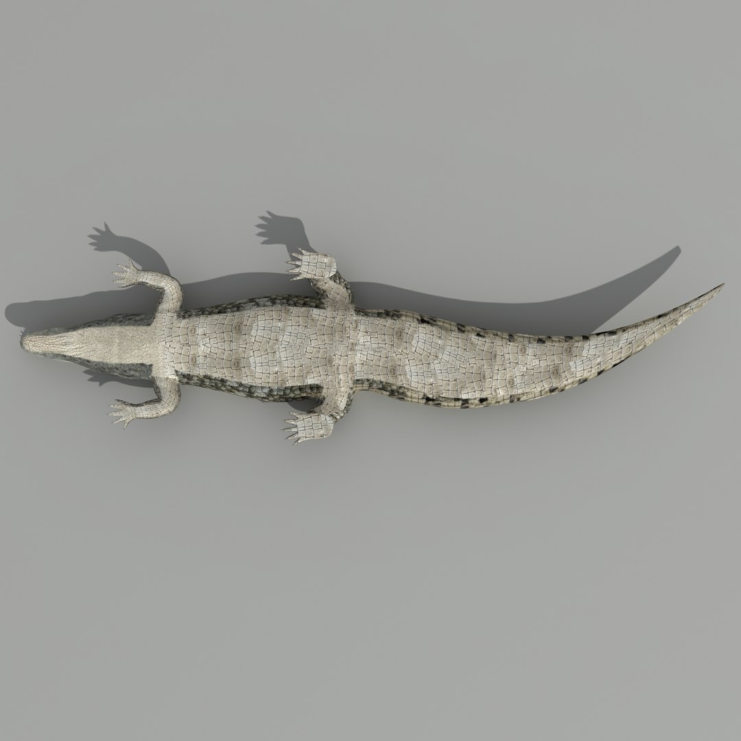 3d Crocodile Croc Model