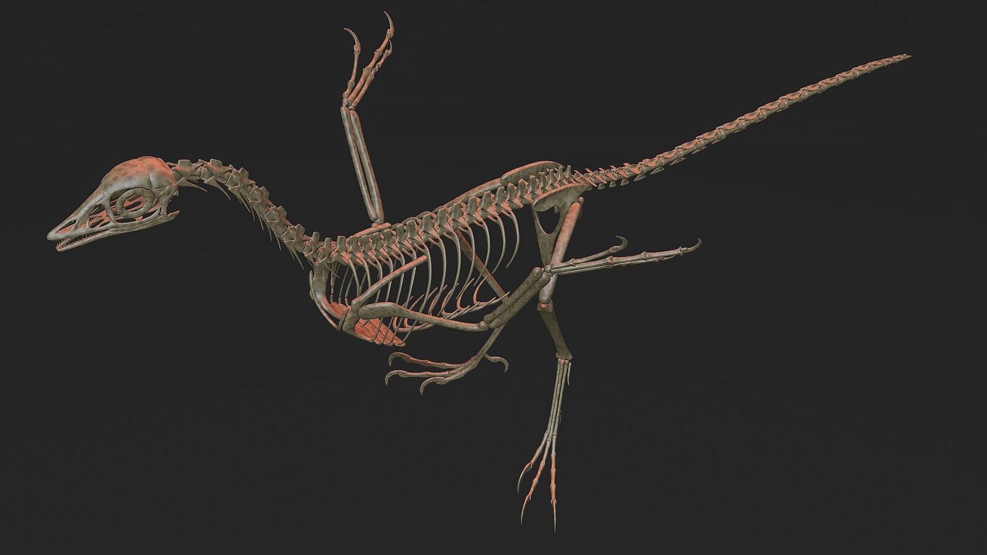 Archaeopteryx Skeleton 3D - TurboSquid 1228788