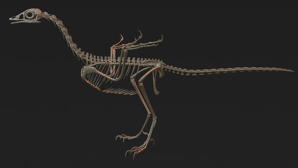 Archaeopteryx skeleton 3D - TurboSquid 1228788