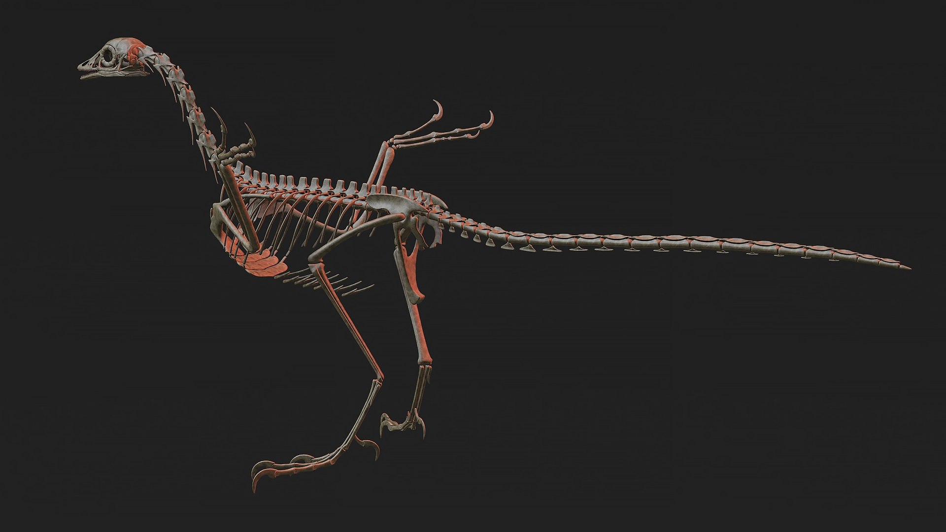 Archaeopteryx Skeleton 3D - TurboSquid 1228788