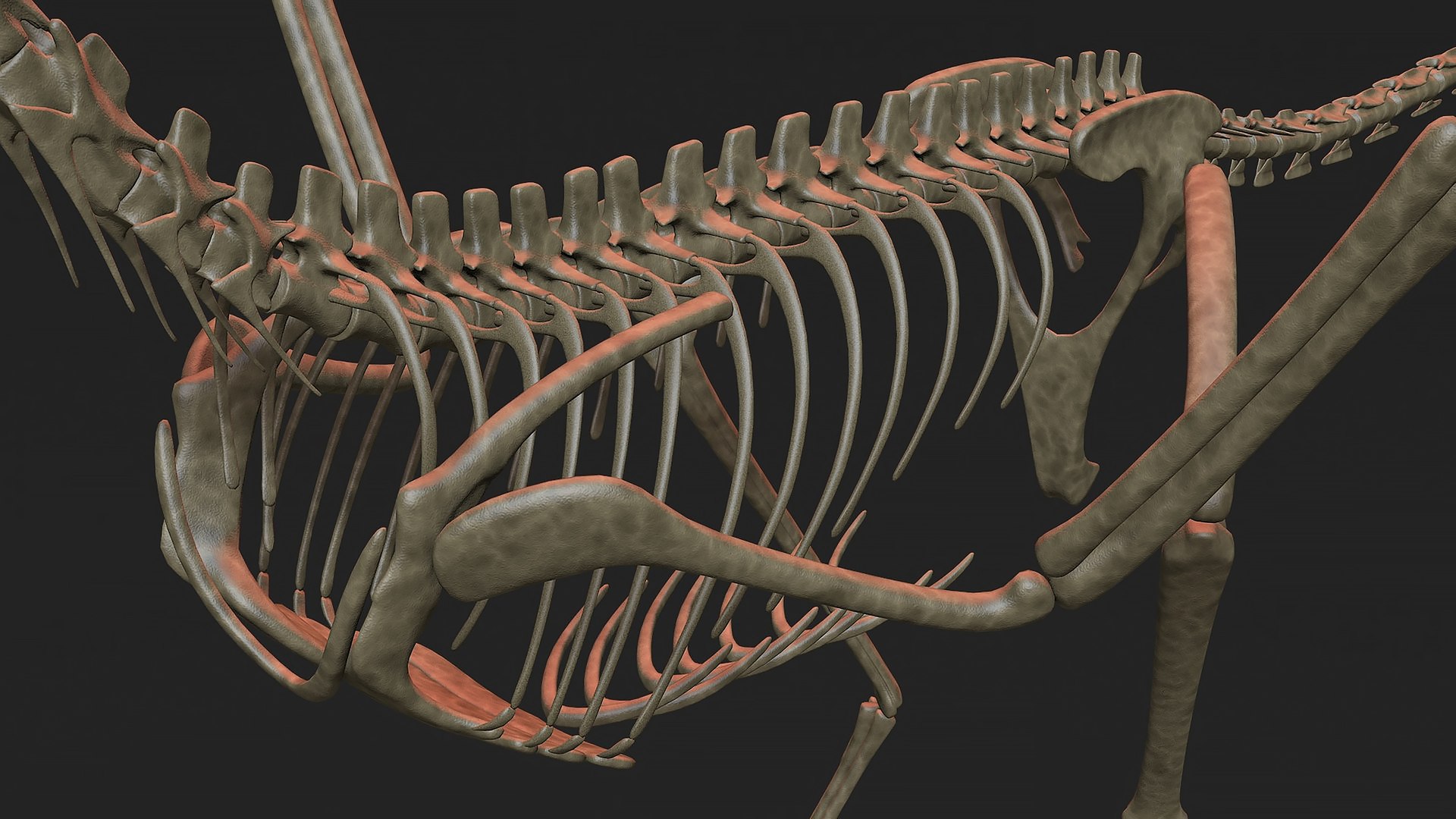 Archaeopteryx Skeleton 3D - TurboSquid 1228788