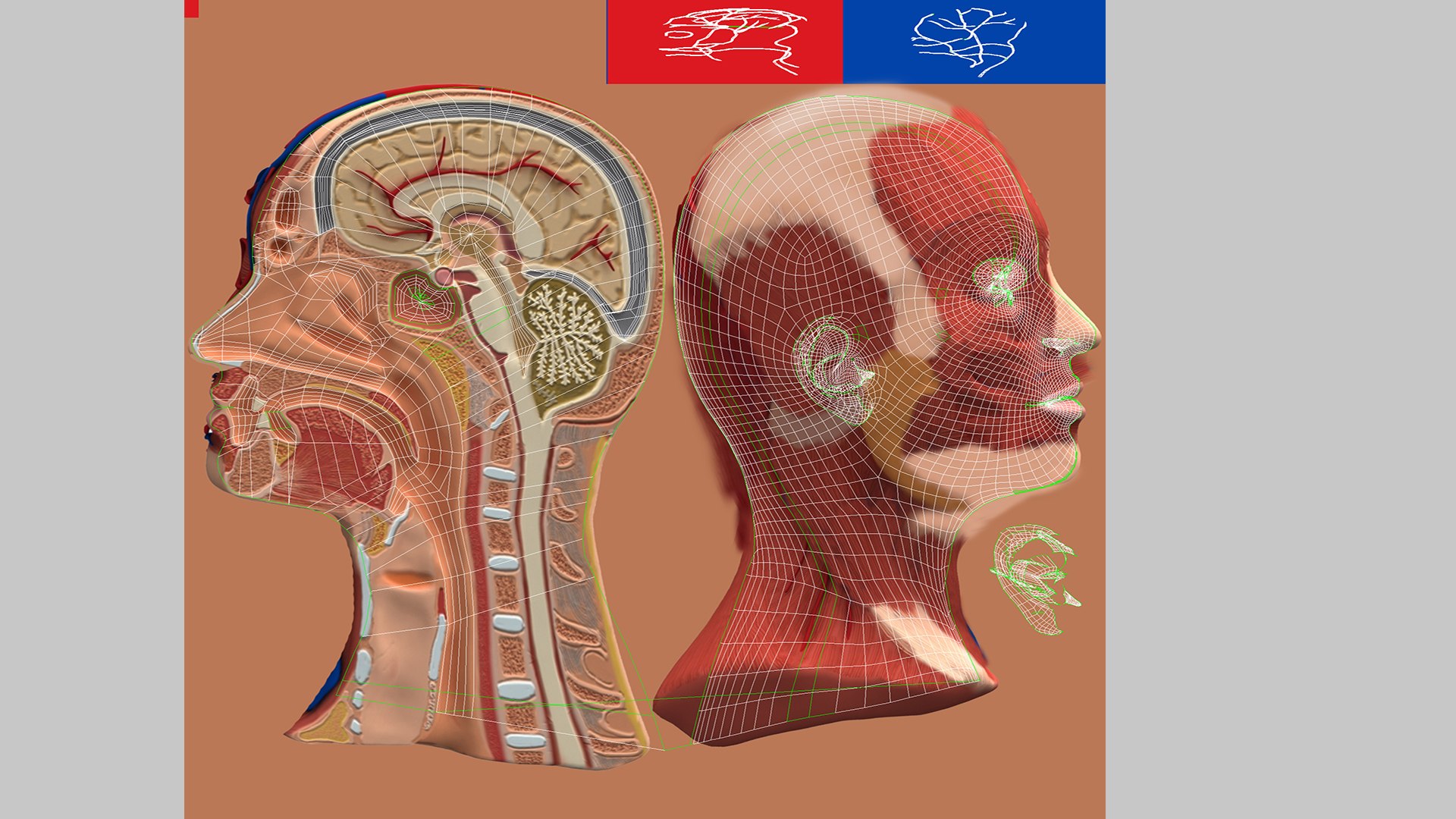 3D human head cross section 2 - TurboSquid 2117160
