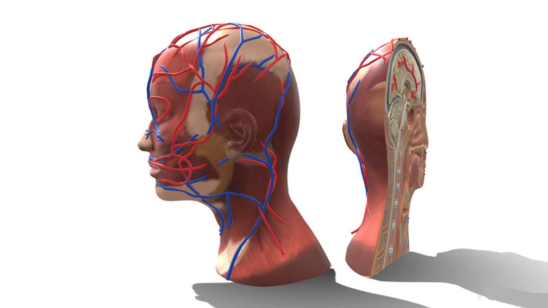 3D human head cross section 2 - TurboSquid 2117160