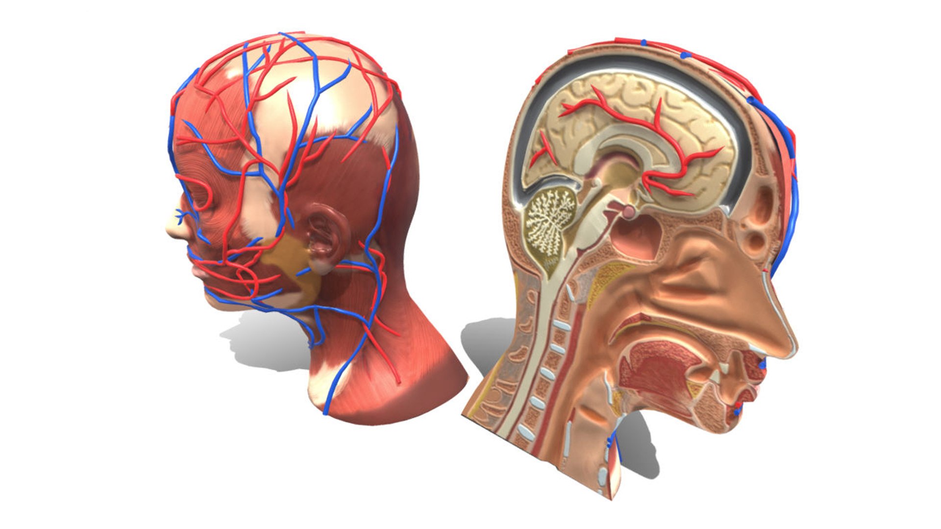 3D human head cross section 2 - TurboSquid 2117160