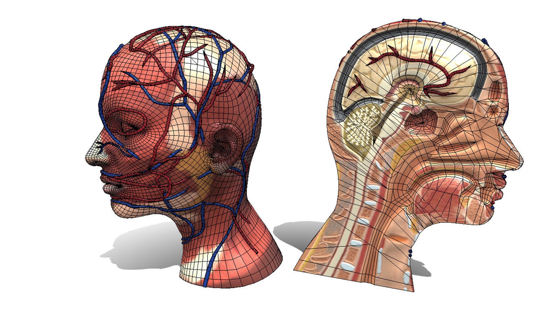 3D human head cross section 2 - TurboSquid 2117160
