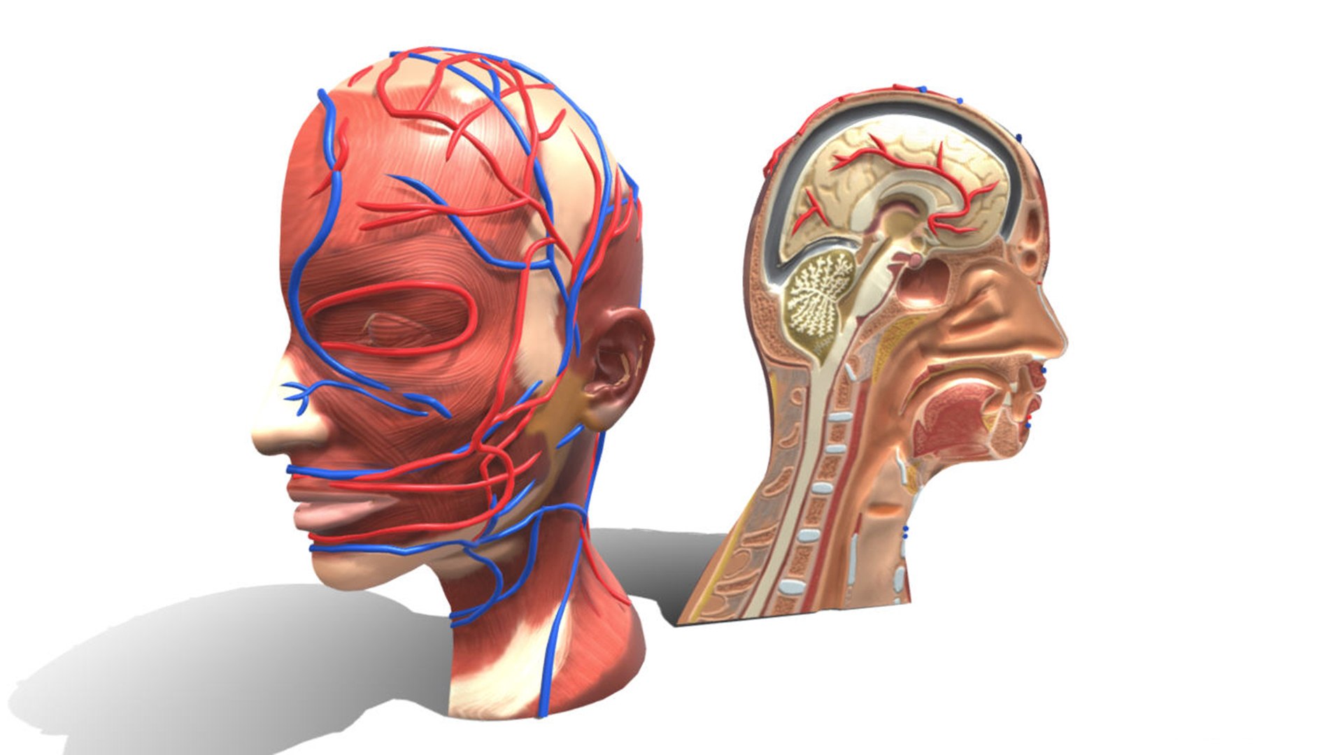 3D human head cross section 2 - TurboSquid 2117160