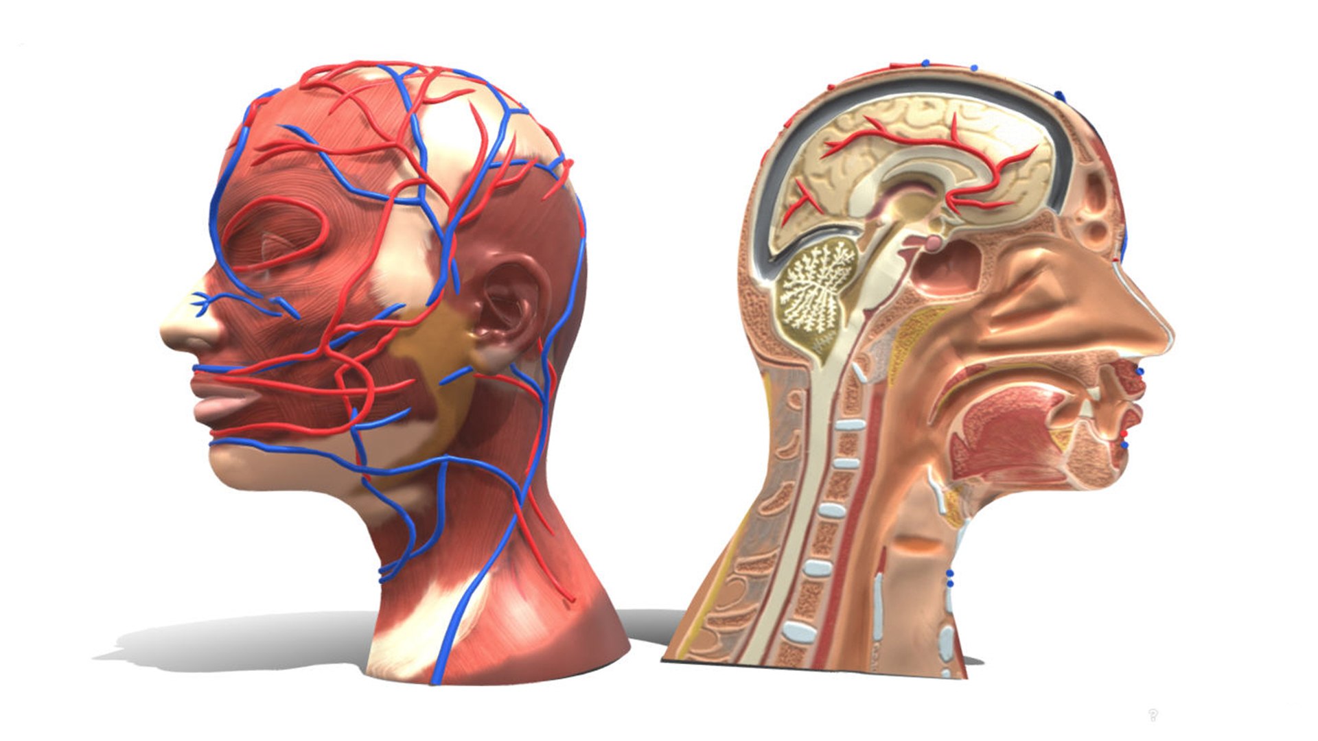 3D human head cross section 2 - TurboSquid 2117160