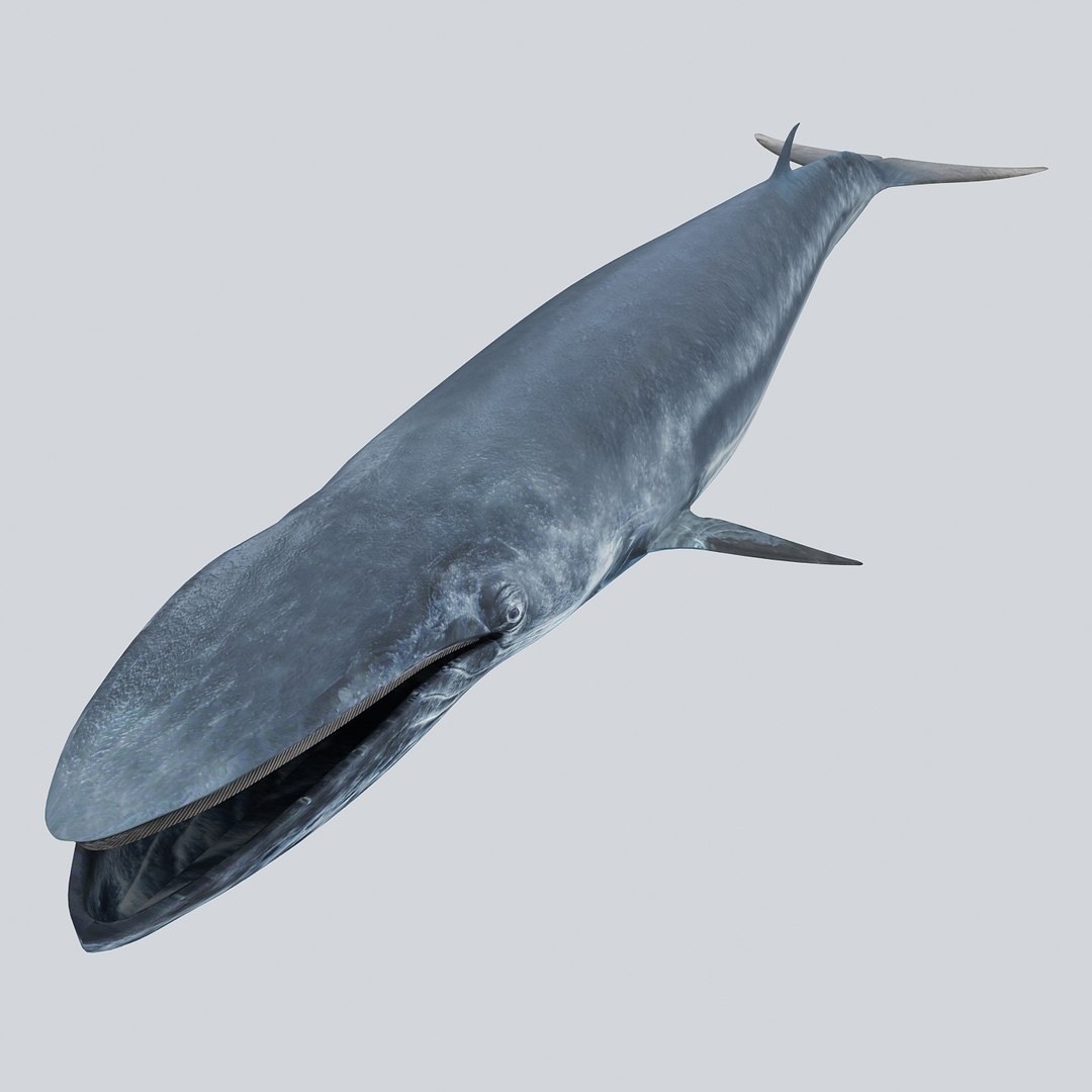 3ds Bryde S Whale
