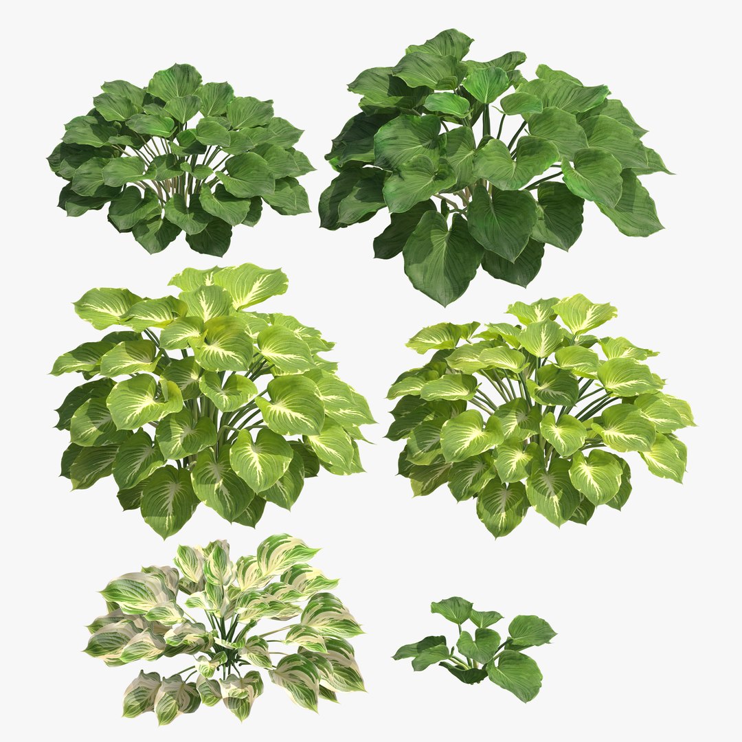 3D Hosta 02 Model - TurboSquid 2498751