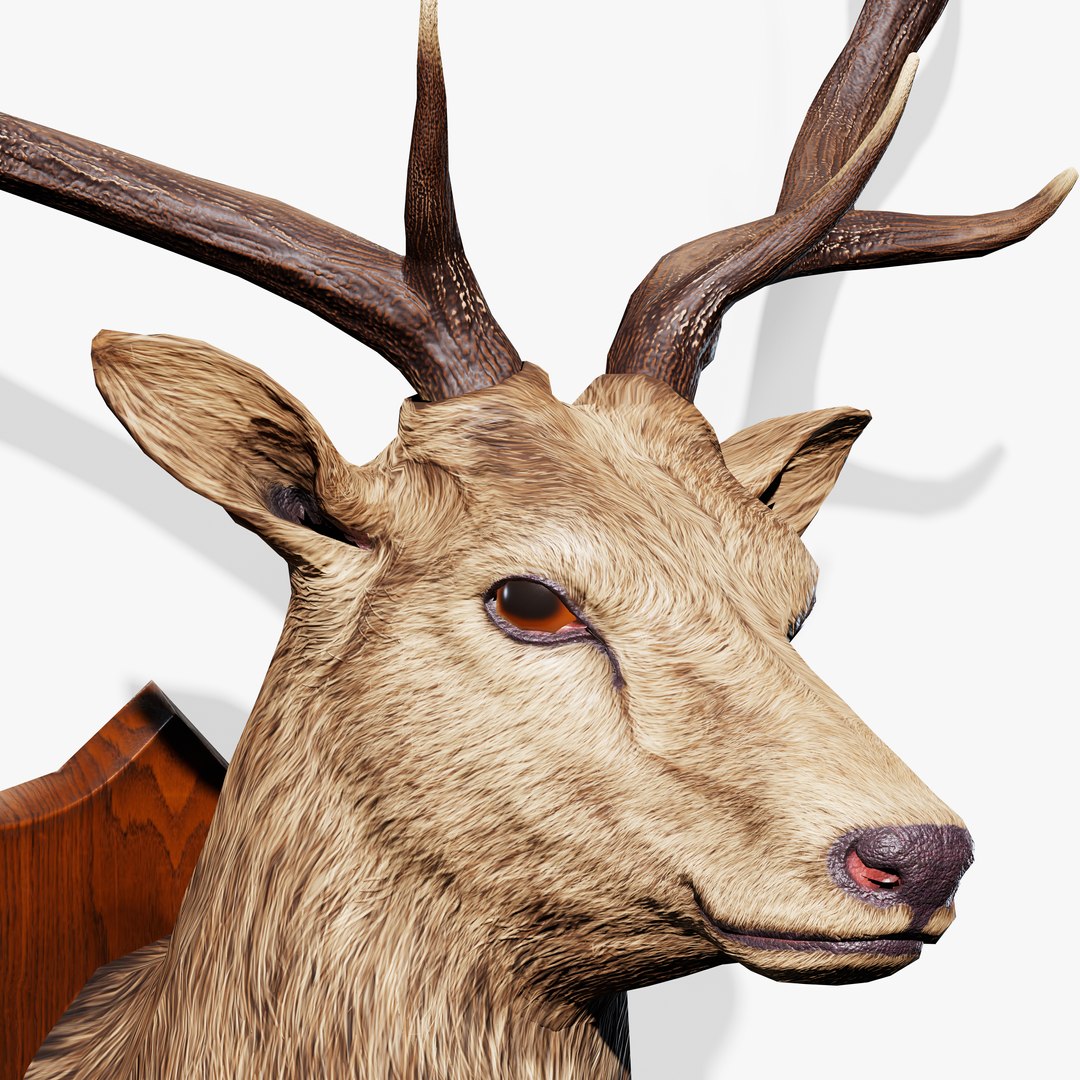 Trophy Deer Stag Model - TurboSquid 2389493