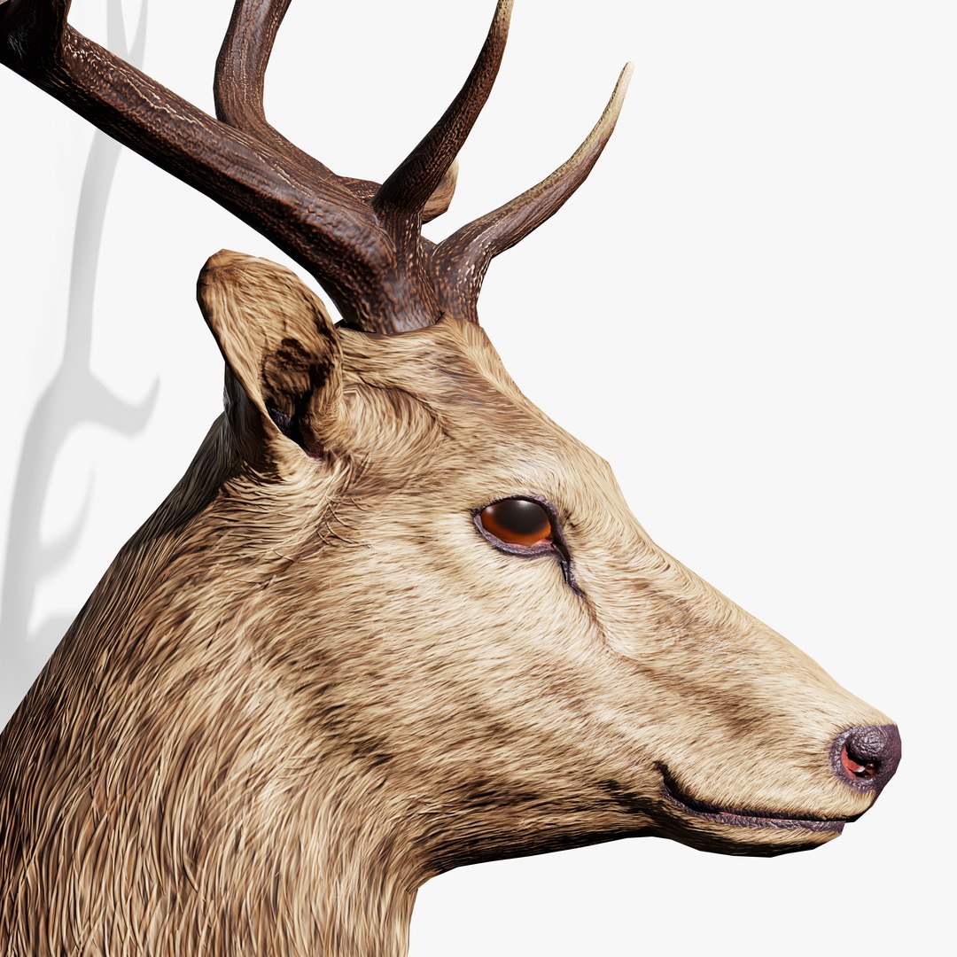 Trophy Deer Stag Model - TurboSquid 2389493