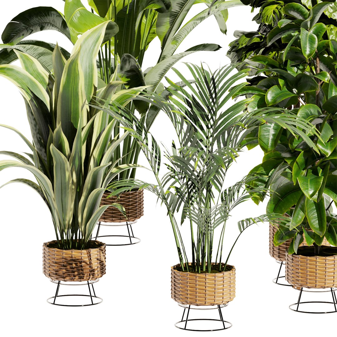 Collection Plant Vol 413 - Indoor - Fiddle - Banana - Palm - Rubber - Blender - 3dmax - Cinema ...