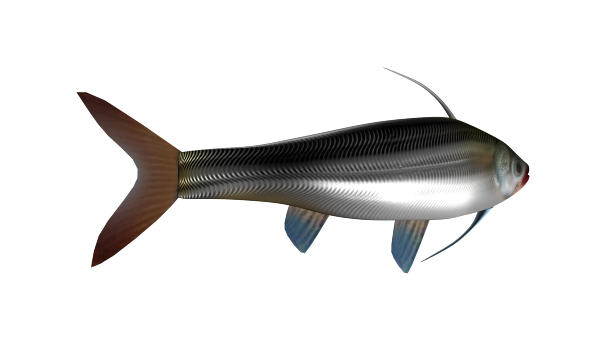 Catfish 3D - TurboSquid 2046992