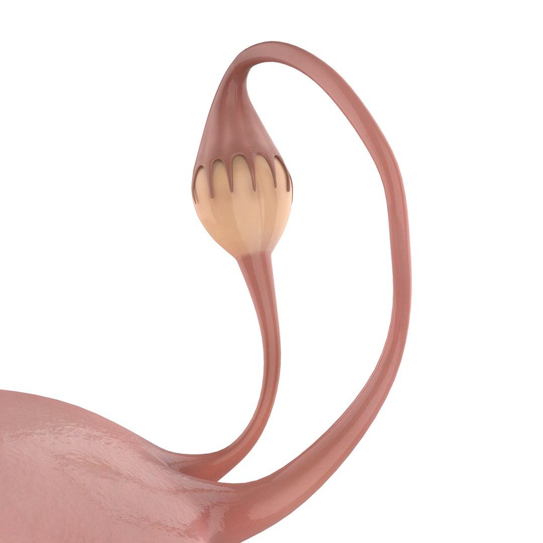3D Female Reproductive Model - TurboSquid 1370262