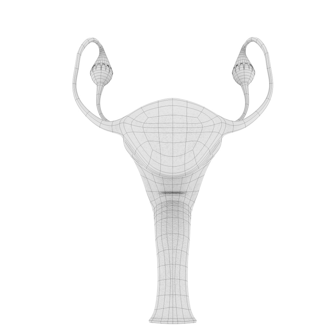 3D Female Reproductive Model - TurboSquid 1370262