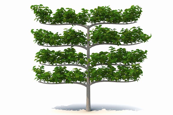 3d tree decorative branches model