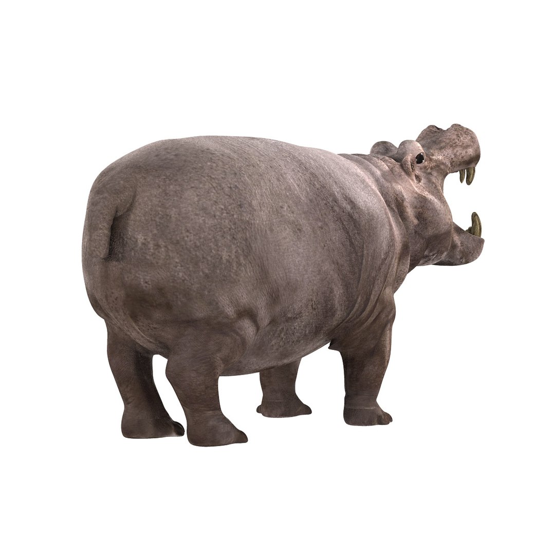 3dsmax Realistic Hippopotamus