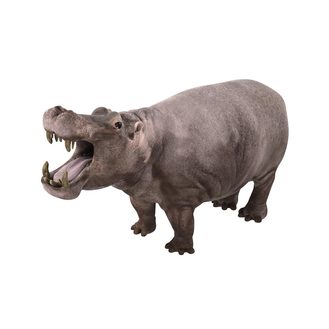 3dsmax Realistic Hippopotamus