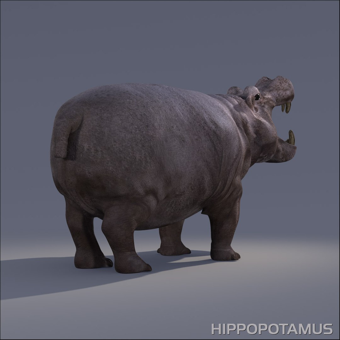3dsmax Realistic Hippopotamus