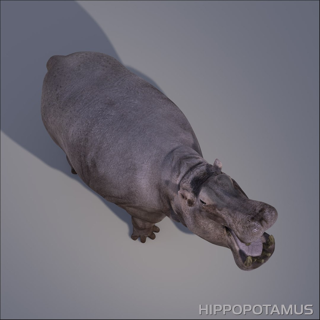 3dsmax Realistic Hippopotamus
