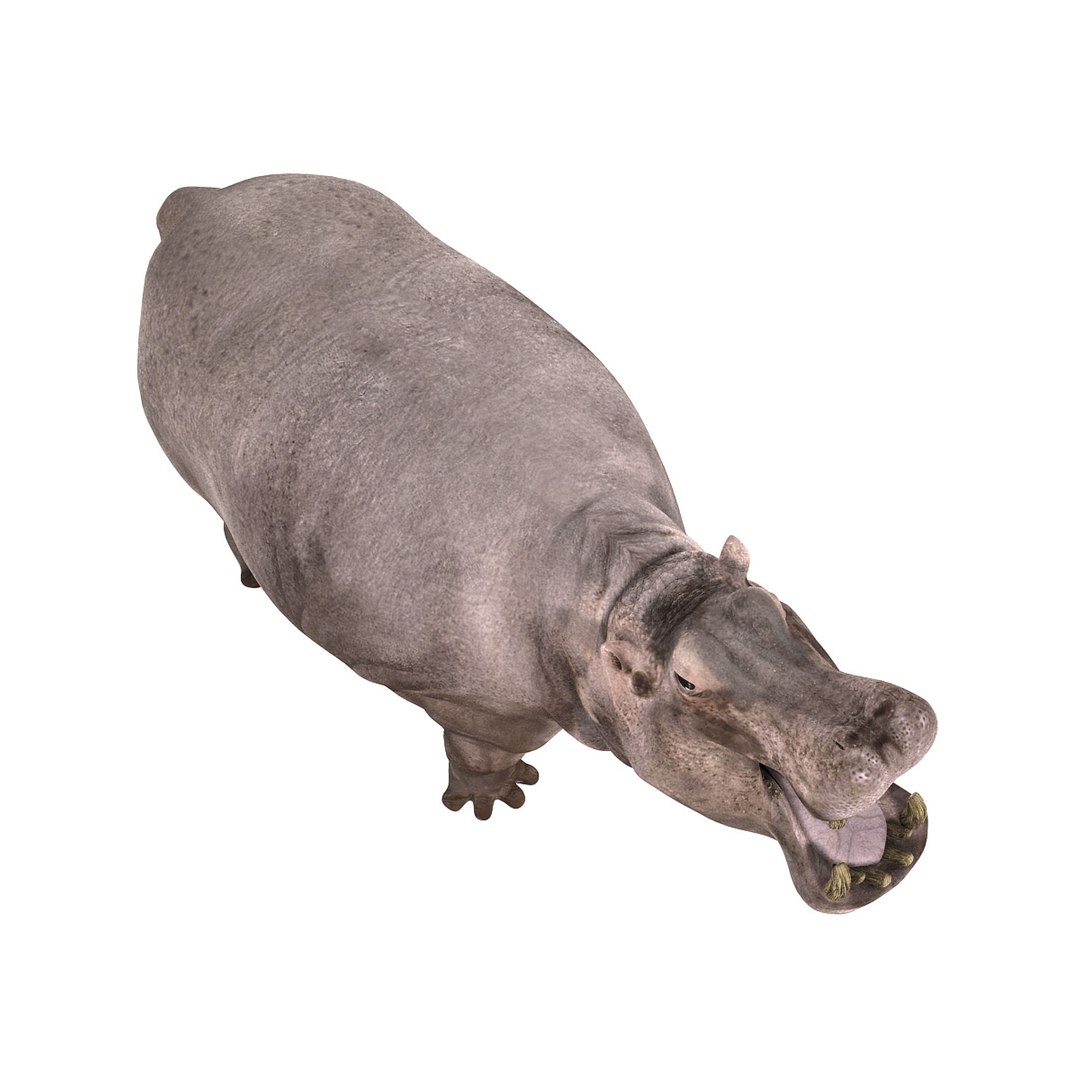 3dsmax Realistic Hippopotamus