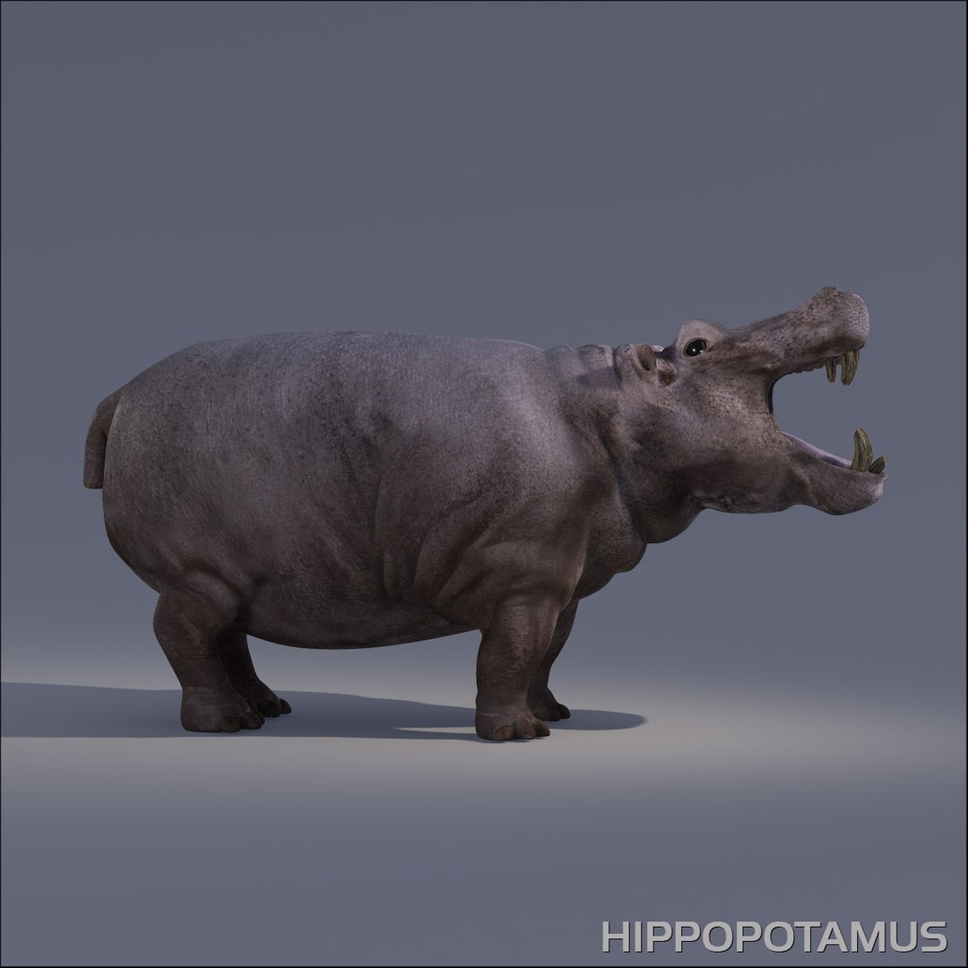 3dsmax Realistic Hippopotamus