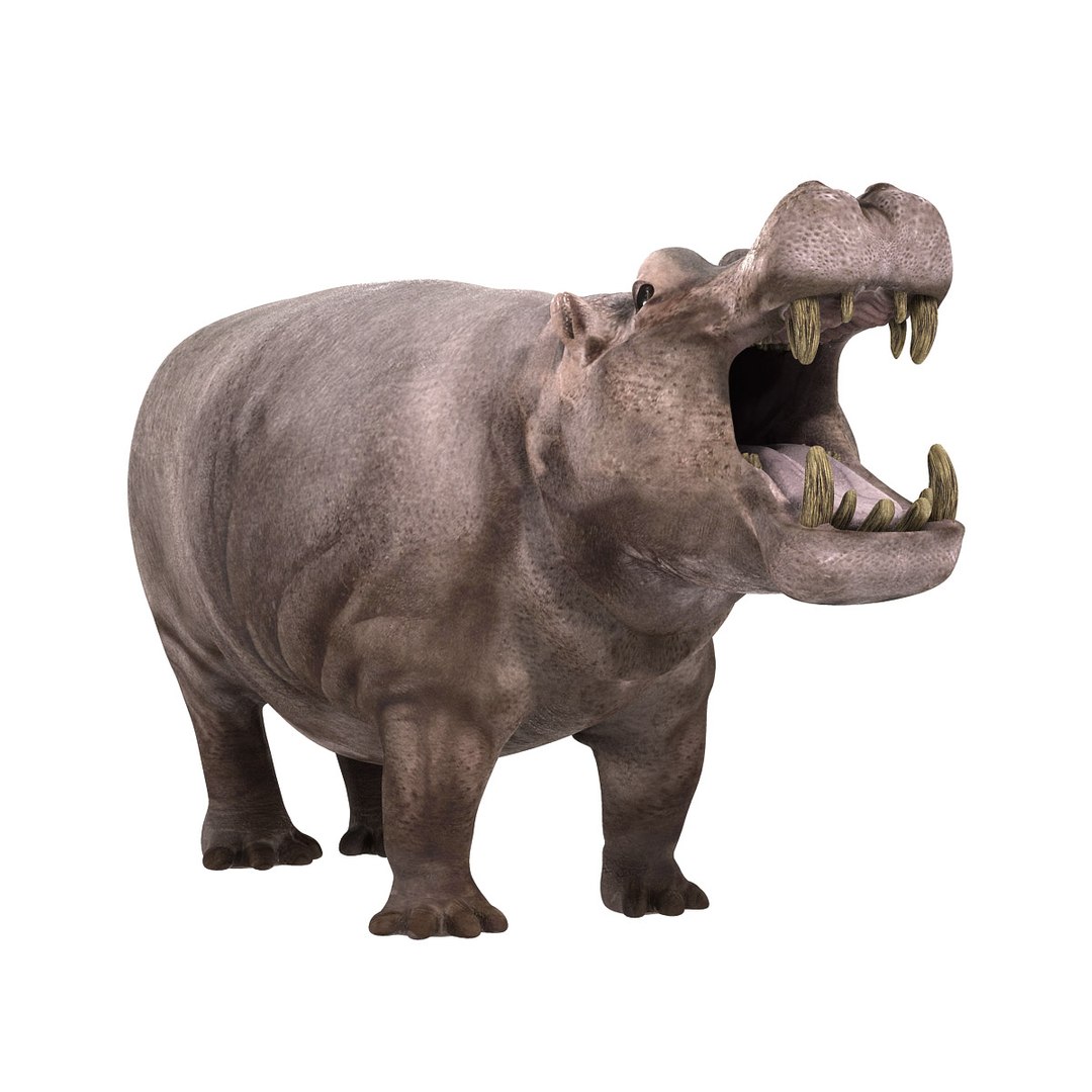 3dsmax Realistic Hippopotamus