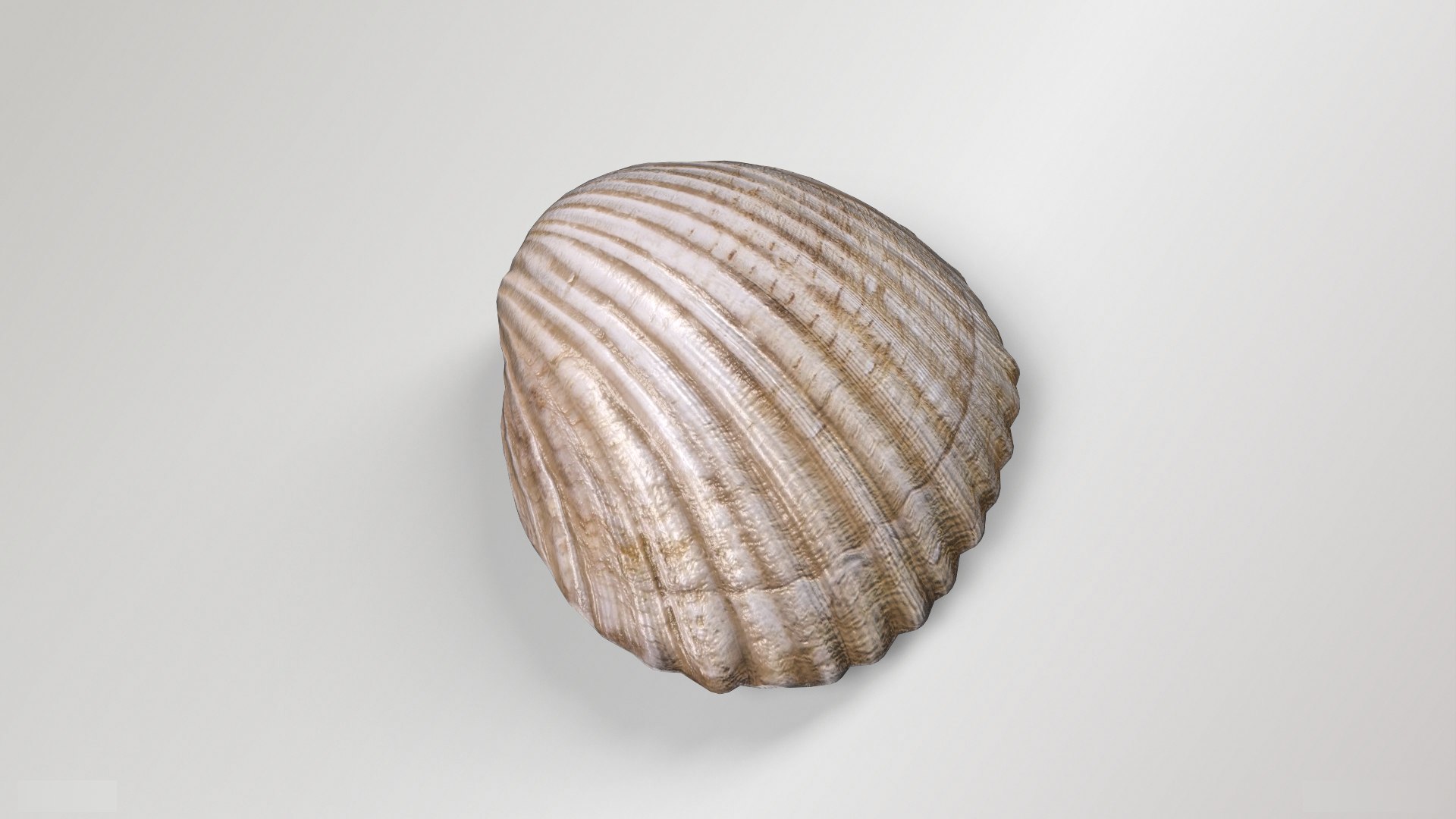 3D Cockle Shell Model - TurboSquid 2265915