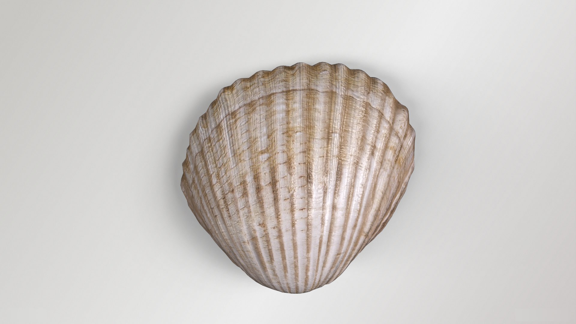 3D Cockle Shell Model - TurboSquid 2265915