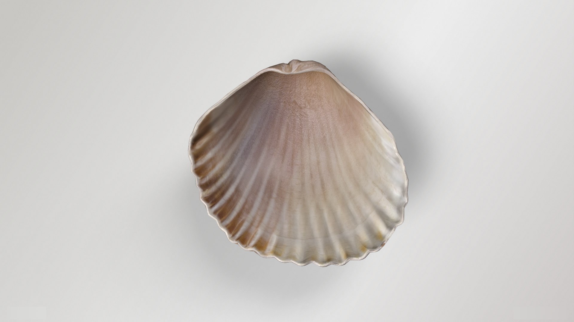 3D Cockle Shell Model - TurboSquid 2265915