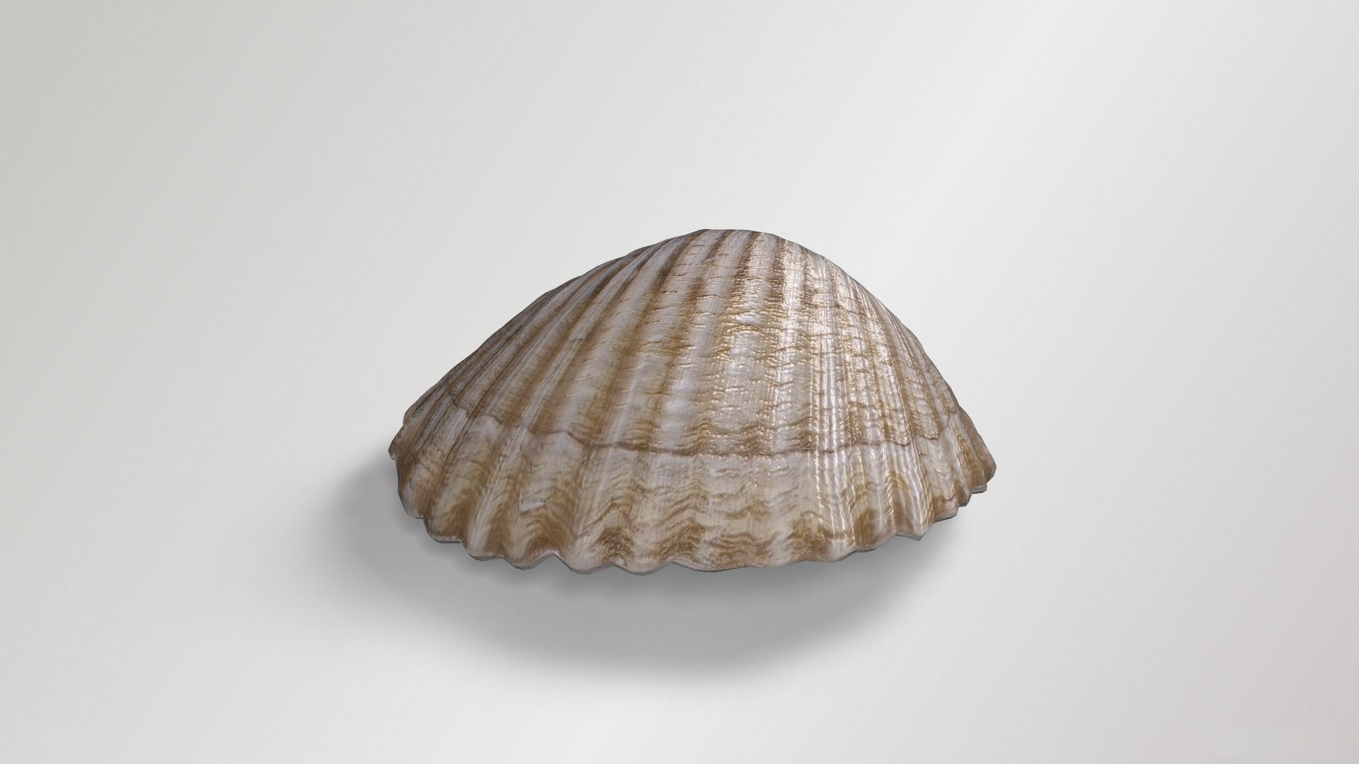 3D Cockle Shell Model - TurboSquid 2265915