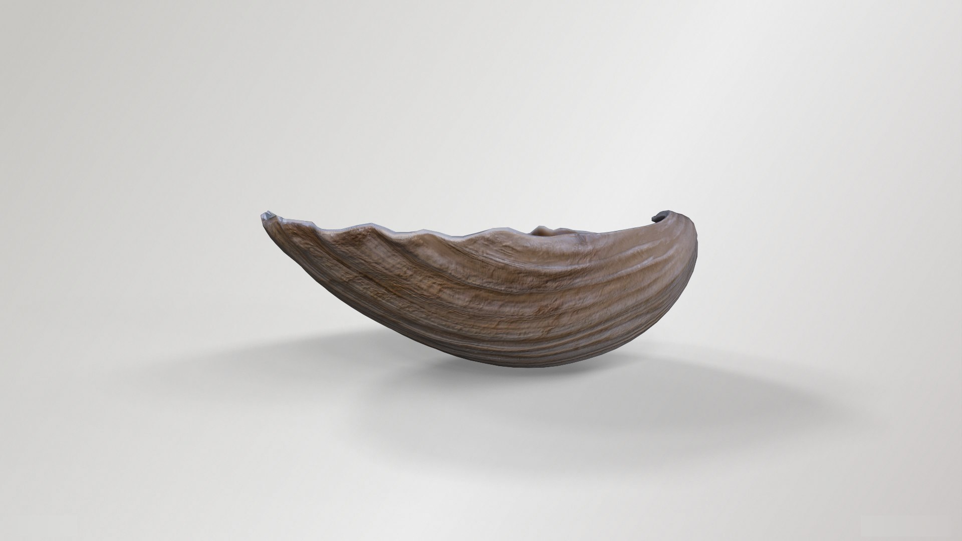 3D Cockle Shell Model - TurboSquid 2265915