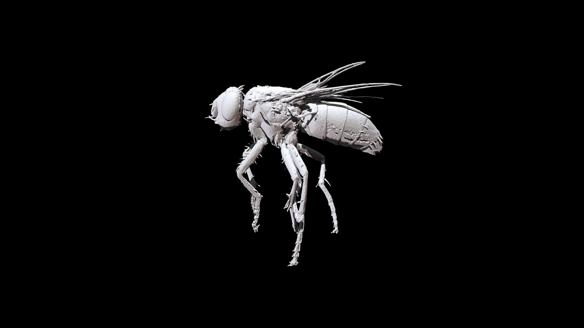 Fly 3D CT Scan Model Low Poly 3D - TurboSquid 1801759