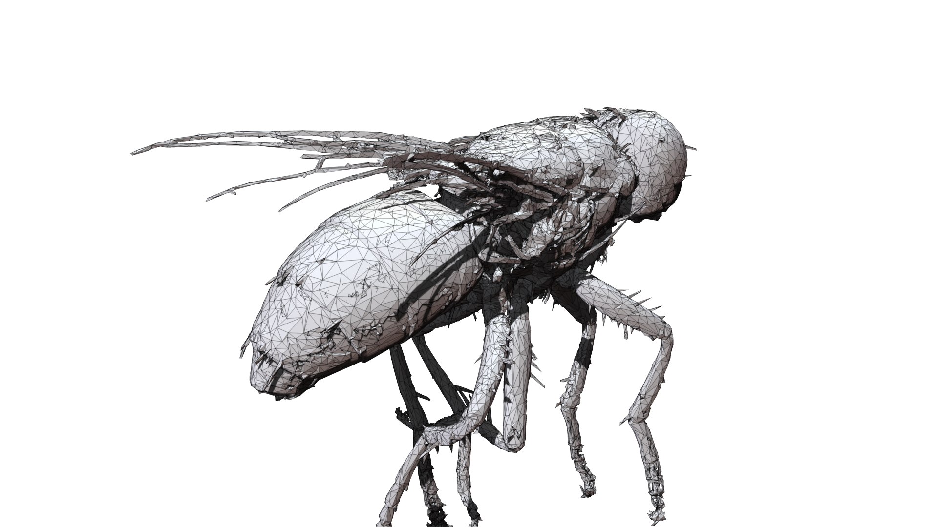 Fly 3D CT Scan Model Low Poly 3D - TurboSquid 1801759