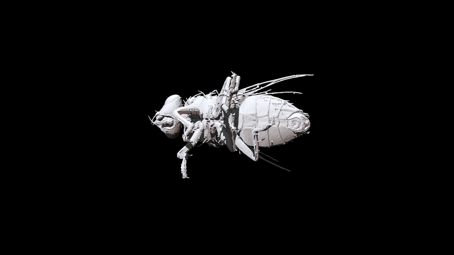 Fly 3D CT Scan Model Low Poly 3D - TurboSquid 1801759