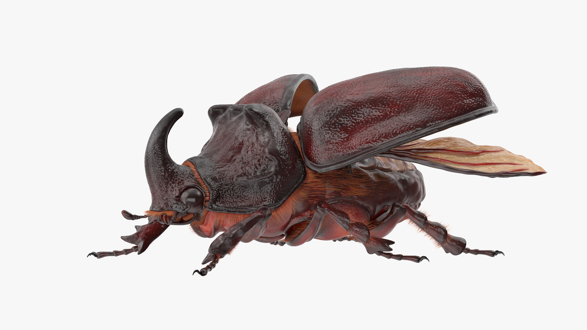 Oryctes nasicornis rhinoceros beetle 3D - TurboSquid 1530944