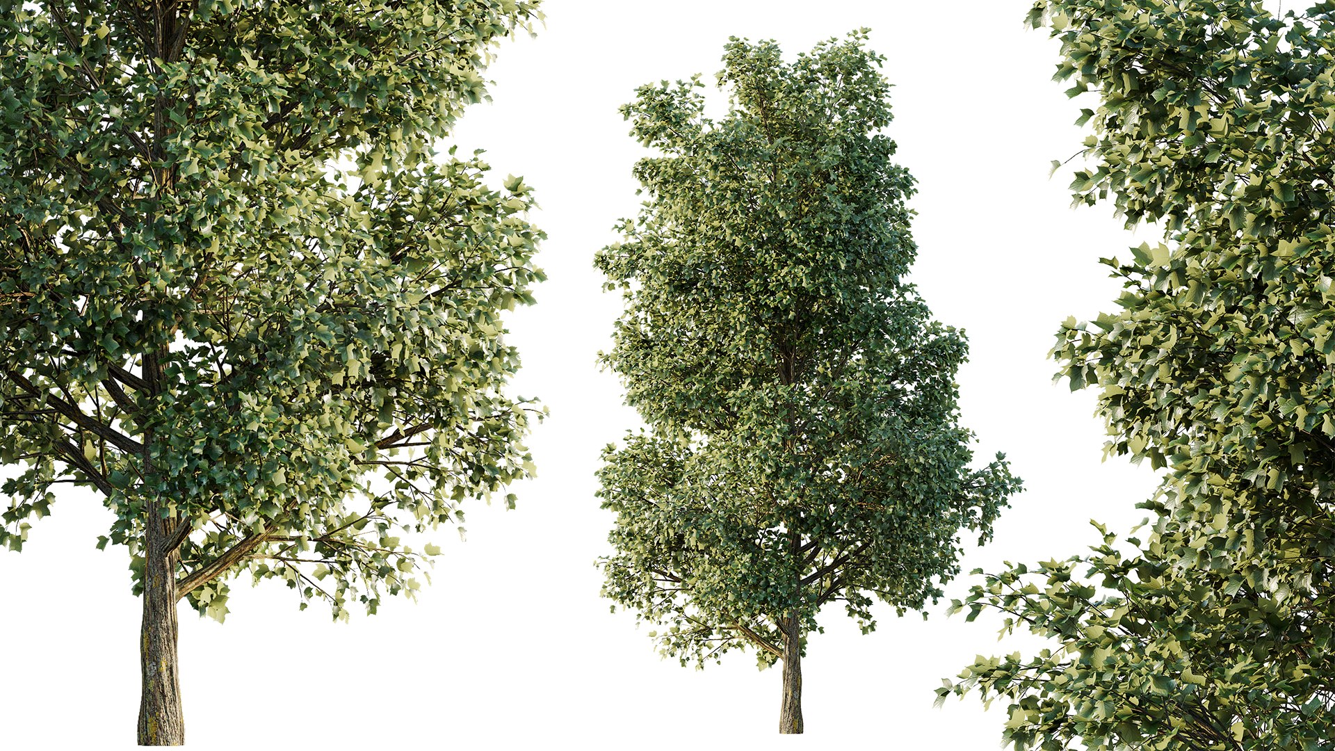 3D AV Tulip Poplar And Gray Alder Alnus Incana 2 Trees - TurboSquid 2413750