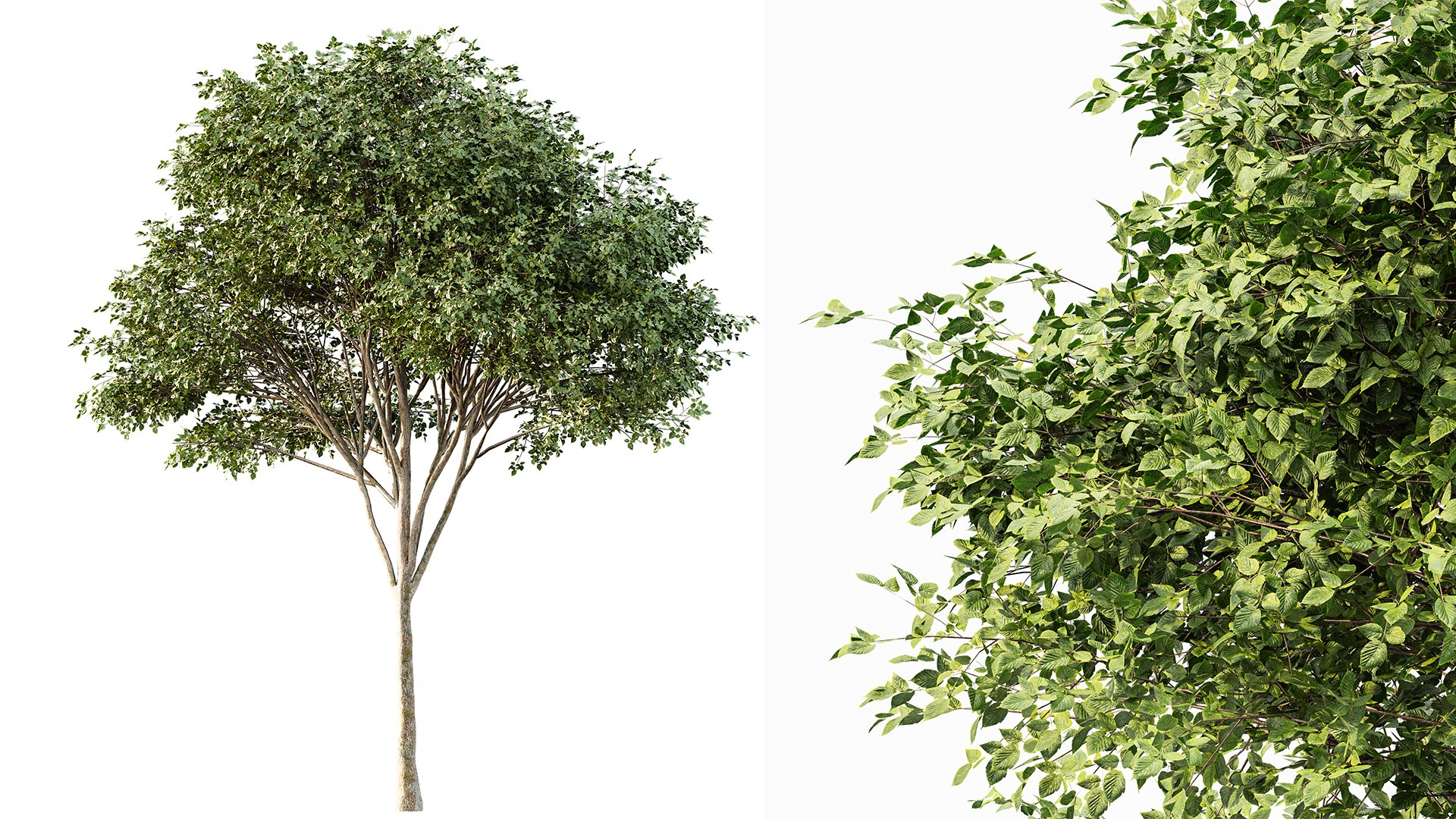 3D AV Tulip Poplar And Gray Alder Alnus Incana 2 Trees - TurboSquid 2413750