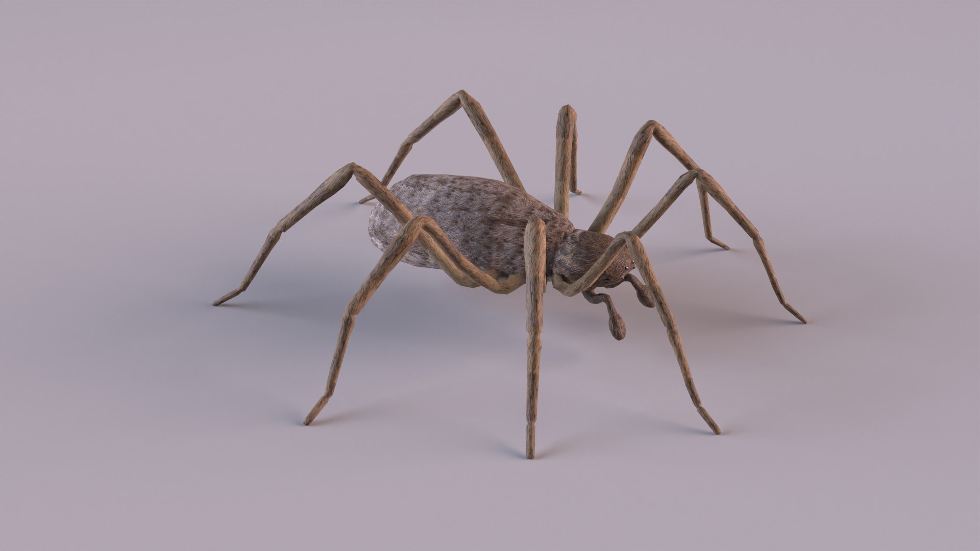 Crab Spider 3D Model - TurboSquid 2230095