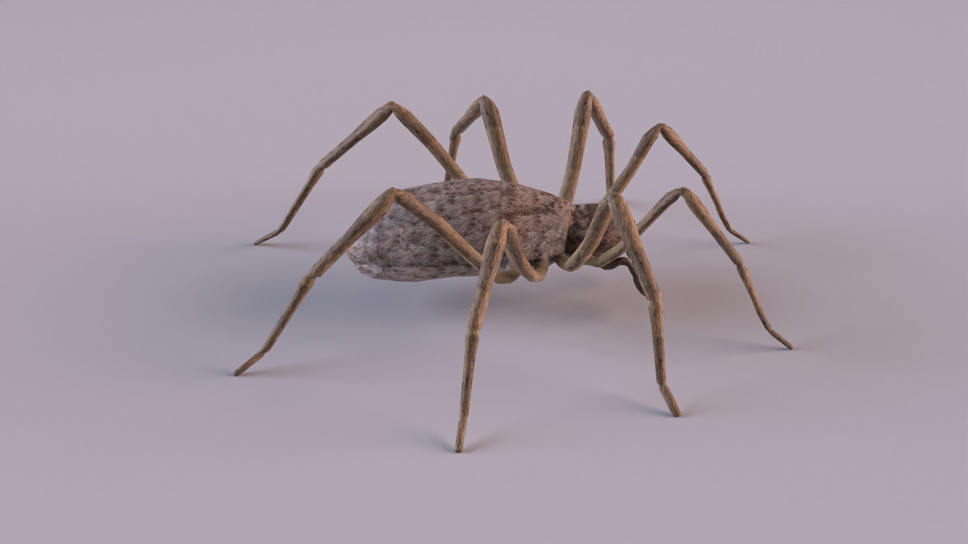 Crab Spider 3D Model - TurboSquid 2230095