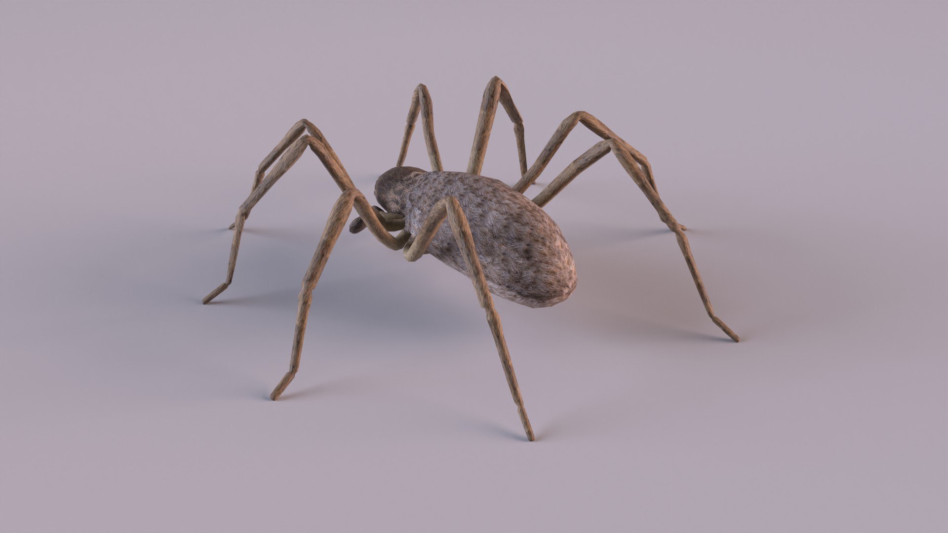 Crab Spider 3D Model - TurboSquid 2230095