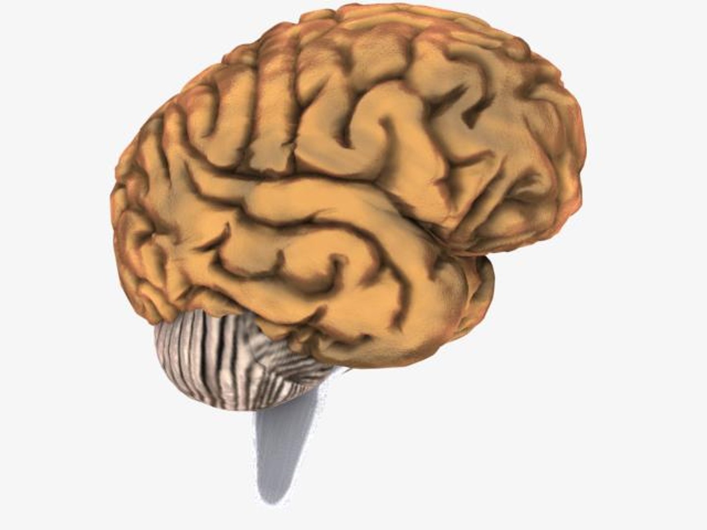 3d brain model