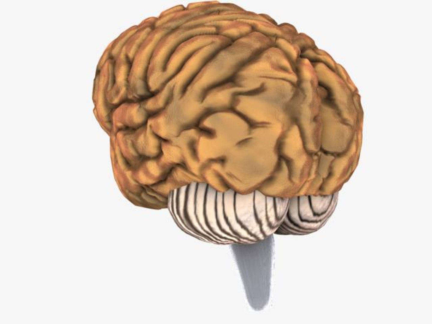 3d brain model