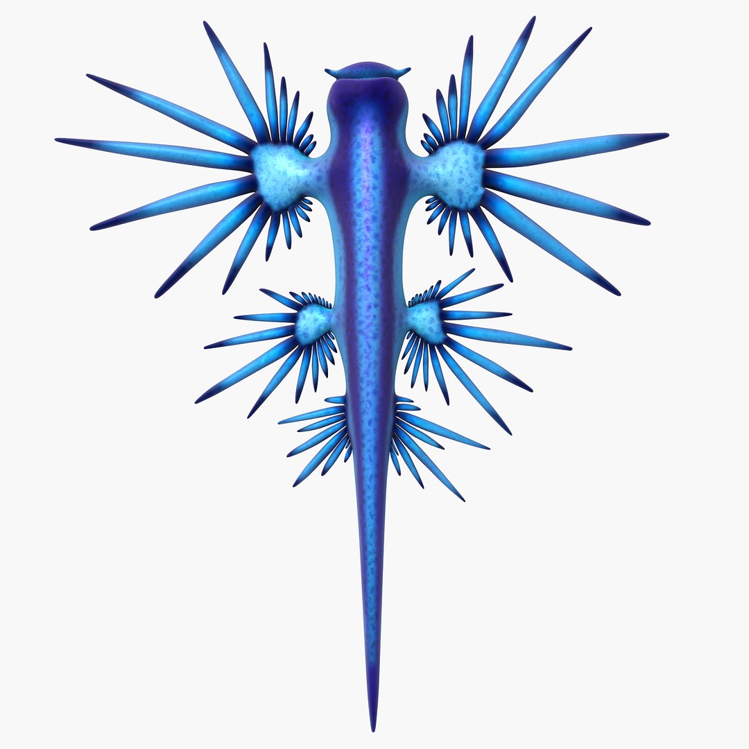 3d Model Glaucus Atlanticus