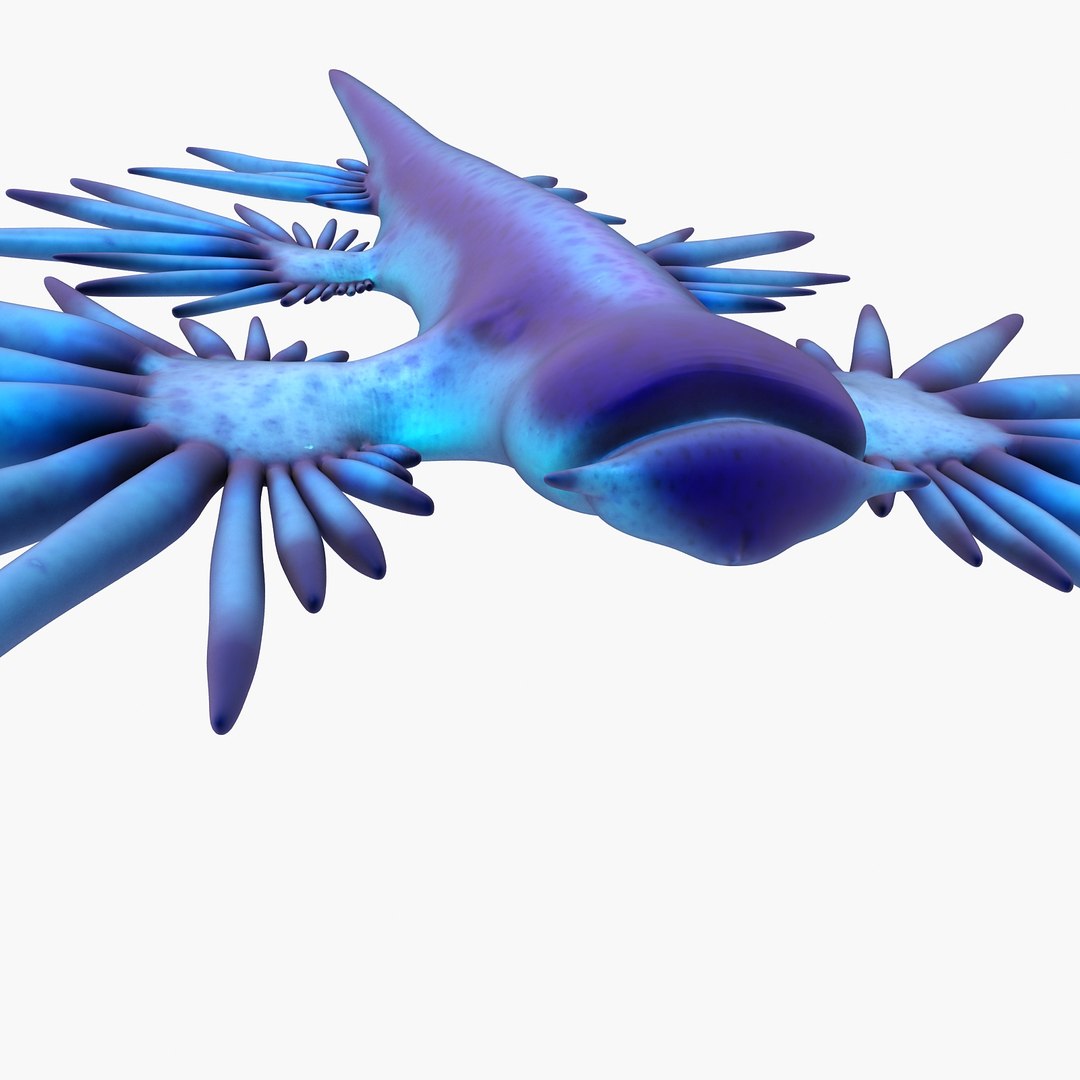 3d Model Glaucus Atlanticus