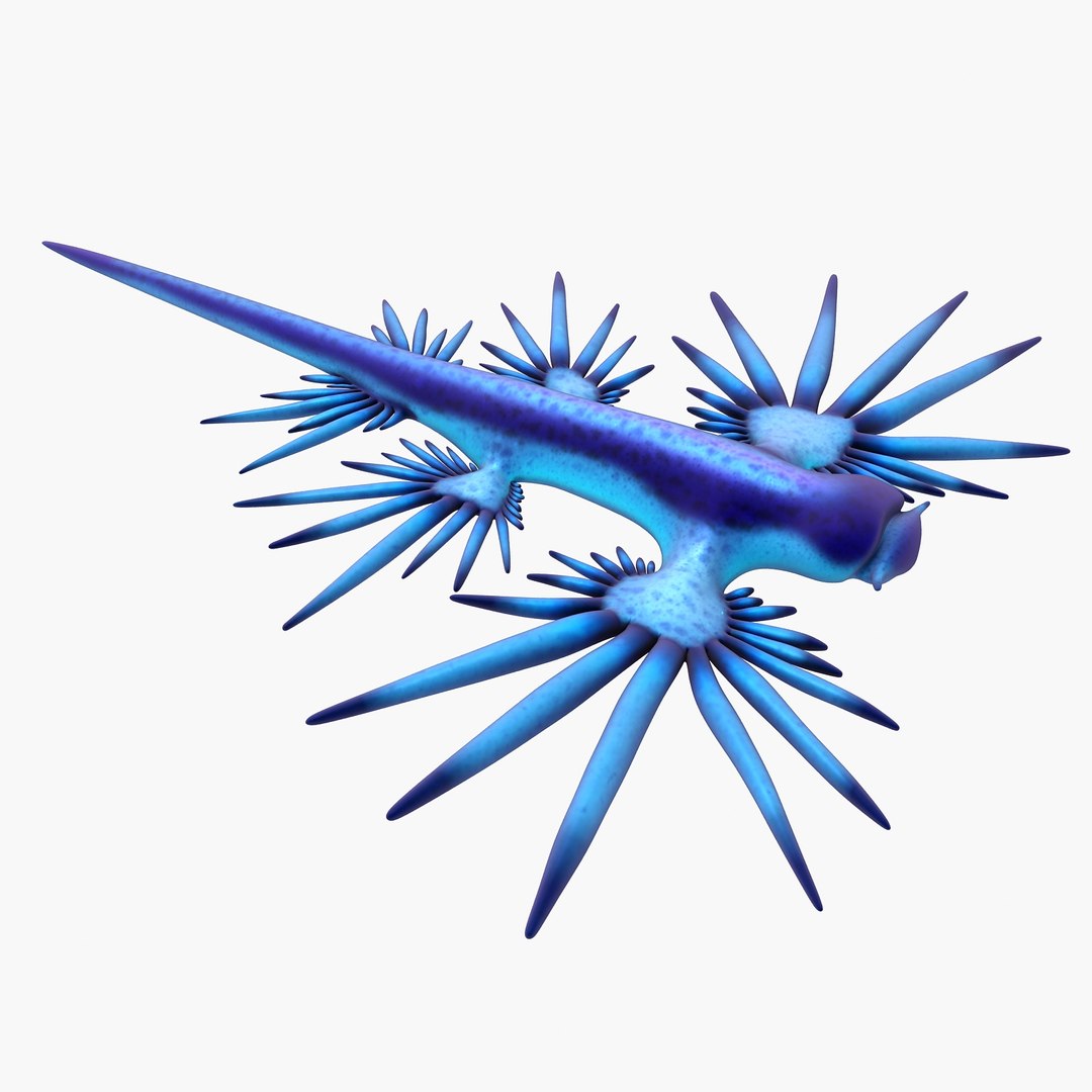 3d Model Glaucus Atlanticus