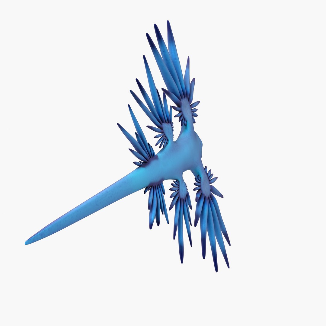 3d Model Glaucus Atlanticus