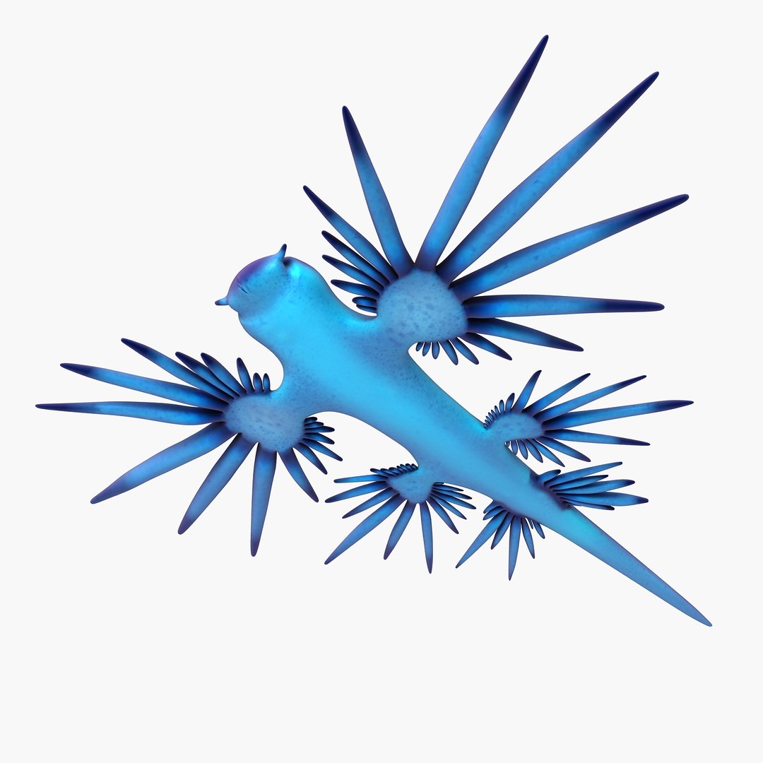 3d Model Glaucus Atlanticus